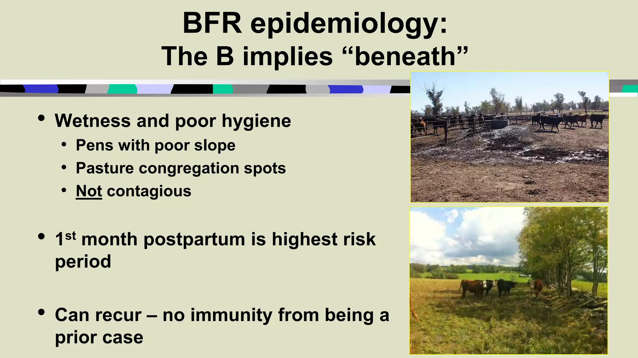 Foot Rot and Digital Dermatitis | PPTX