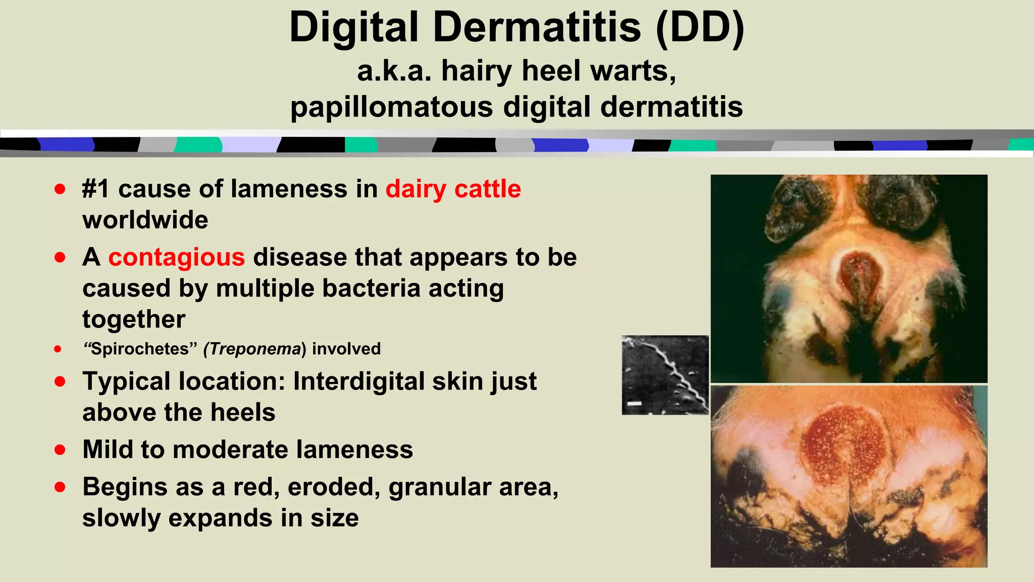 Foot Rot and Digital Dermatitis | PPTX
