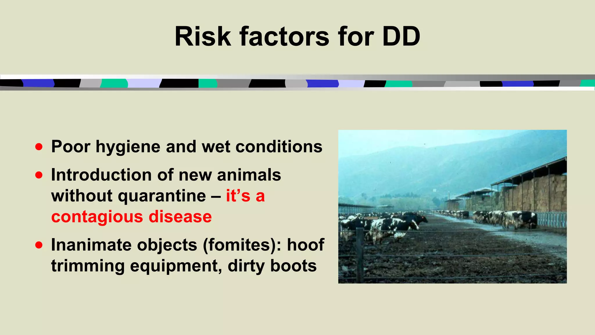Foot Rot and Digital Dermatitis | PPTX