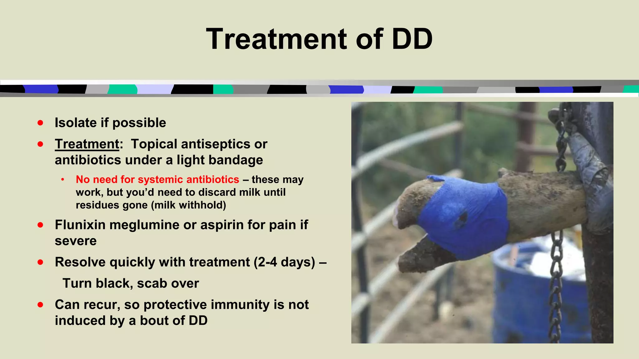 Foot Rot and Digital Dermatitis | PPTX