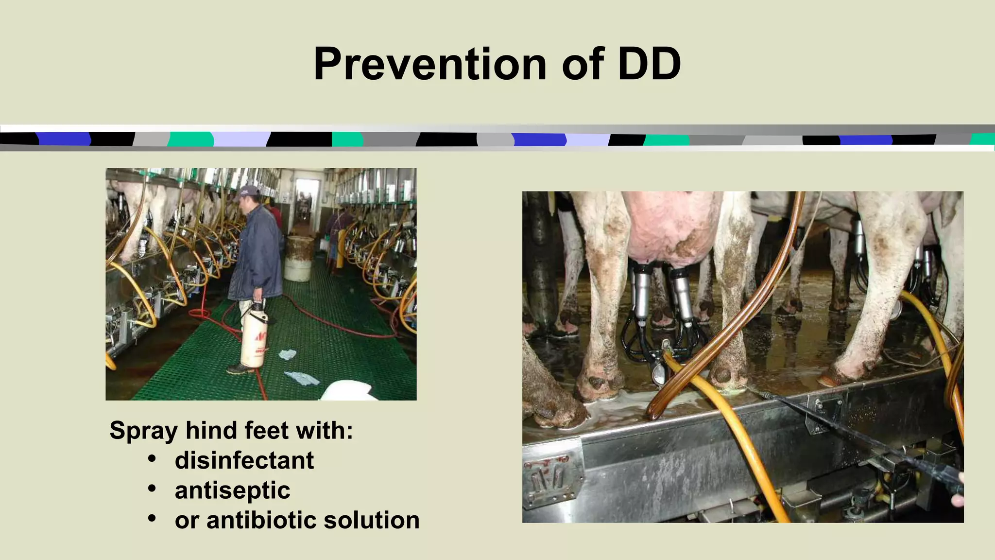 Foot Rot and Digital Dermatitis | PPTX