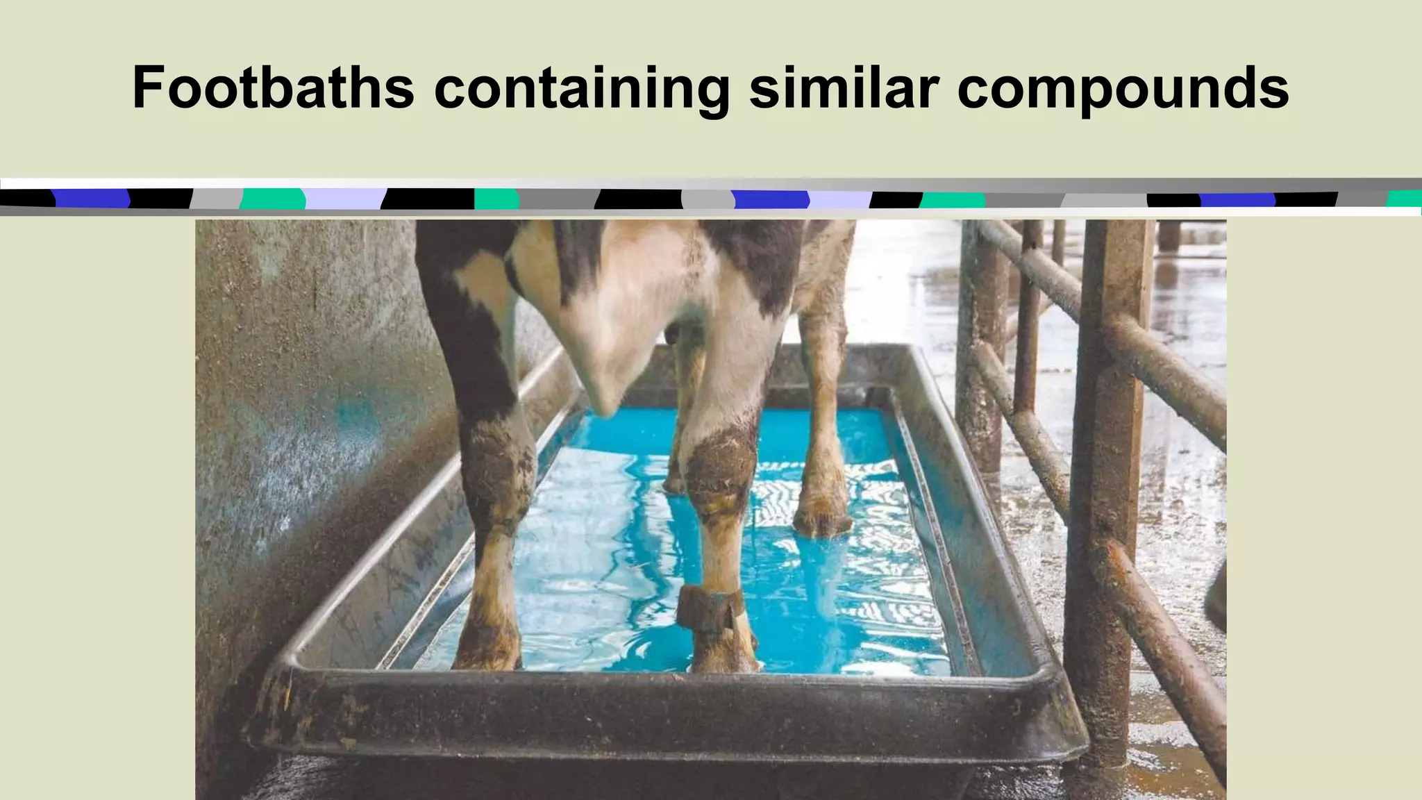 Foot Rot and Digital Dermatitis | PPTX