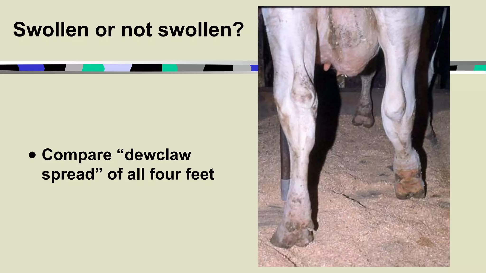 Foot Rot and Digital Dermatitis | PPTX