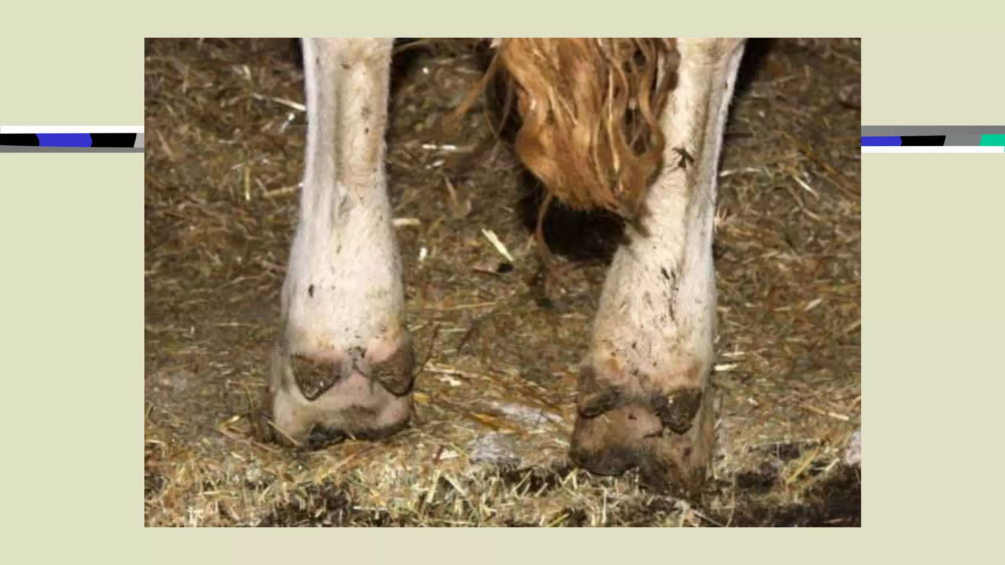 Foot Rot and Digital Dermatitis | PPTX