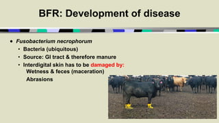Foot Rot and Digital Dermatitis | PPTX