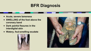 Foot Rot and Digital Dermatitis | PPTX