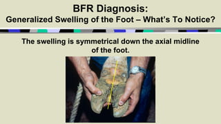 Foot Rot and Digital Dermatitis | PPTX