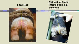 Foot Rot and Digital Dermatitis | PPTX