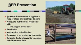 Foot Rot and Digital Dermatitis | PPTX