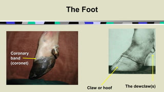 Foot Rot and Digital Dermatitis | PPTX