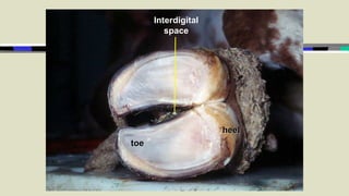 Foot Rot and Digital Dermatitis | PPTX