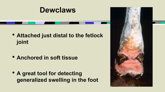 Foot Rot and Digital Dermatitis | PPTX