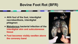 Foot Rot and Digital Dermatitis | PPTX