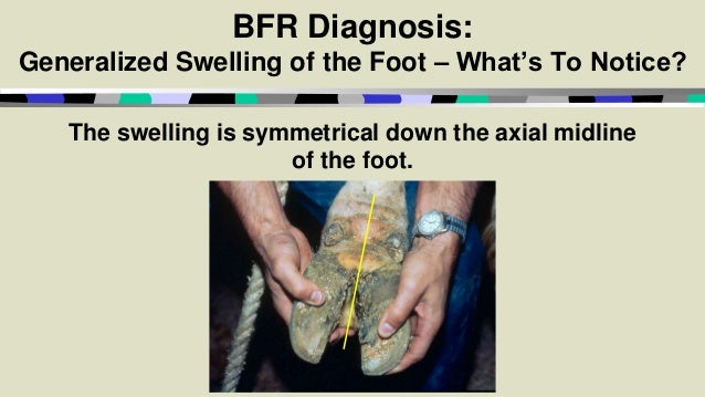 Foot Rot and Digital Dermatitis