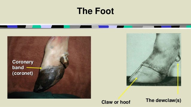 Foot Rot and Digital Dermatitis