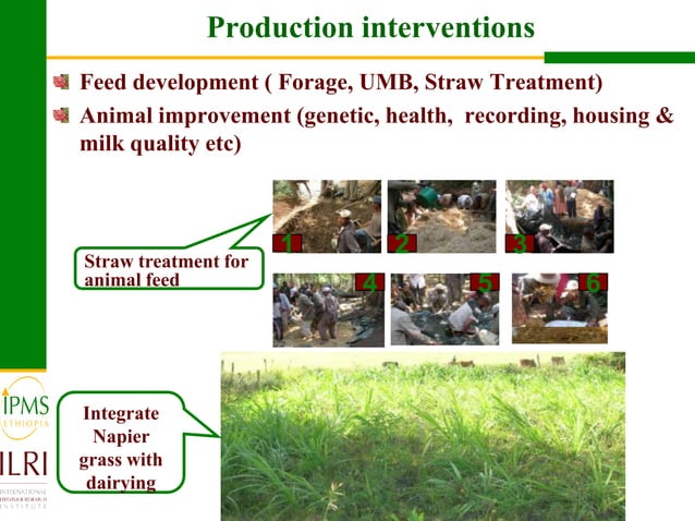 Dairy value chain development based on experiences of IPMS and partners ...