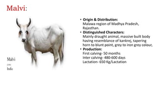 Dairy breeds | PPT