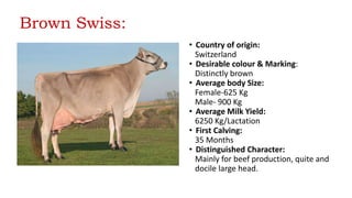 Dairy breeds | PPT