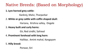 Dairy breeds | PPT