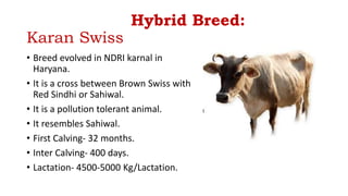 Karan Swiss Cow