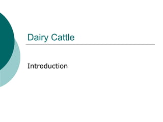Dairy CattleFINAL.ppt