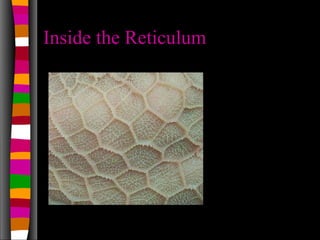 Dairy Cattle Introduction | PPT