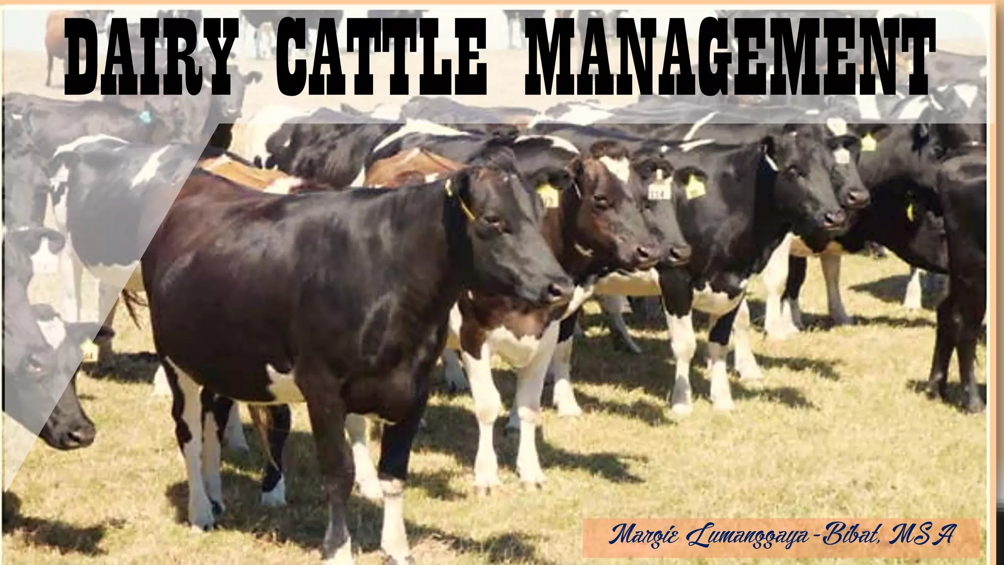 Dairy cattle management as2 | PDF