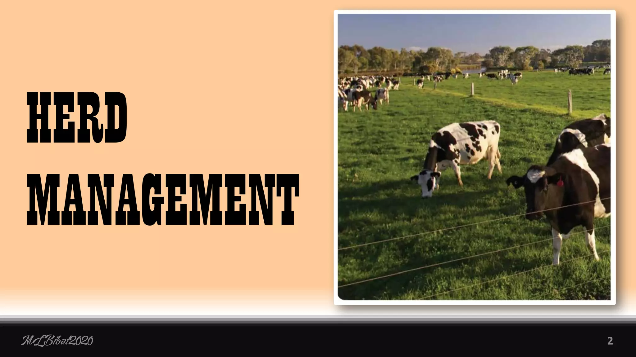 Dairy cattle management as2 | PDF