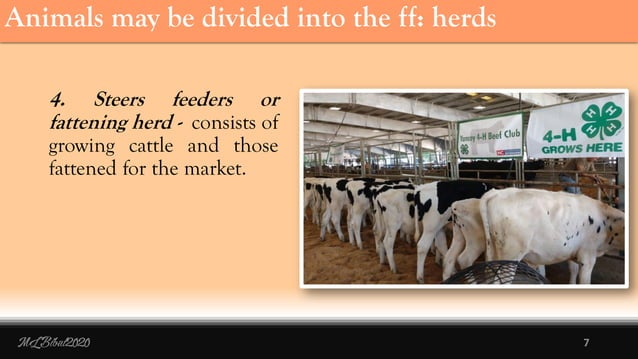 Dairy cattle management as2 | PDF | Medical Health