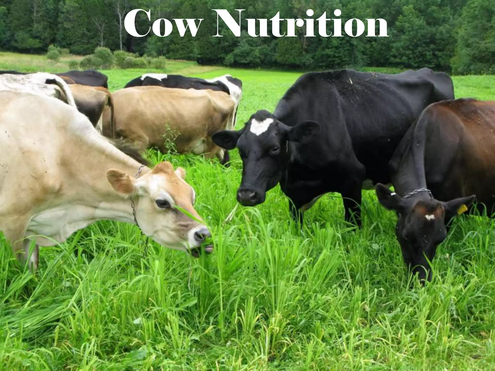 Dairy cattle nutrition | PDF