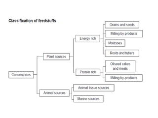 Dairy cattle nutrition | PDF