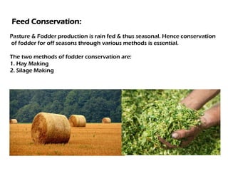 Dairy cattle nutrition | PDF