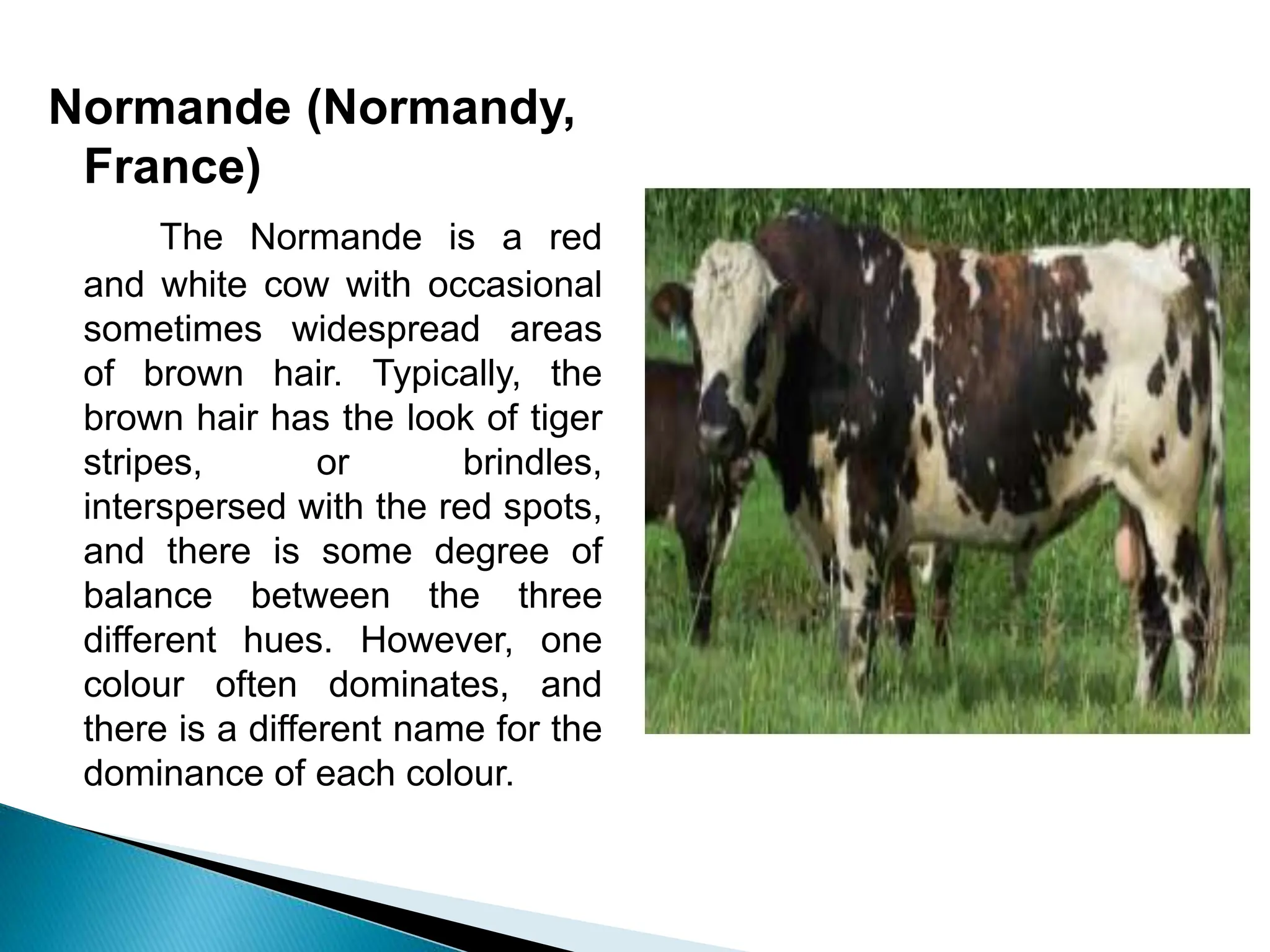 DAIRY CATTLE PRODUCTION BACHELOR OF SCIENCE IN AGRICULTURE.pptx