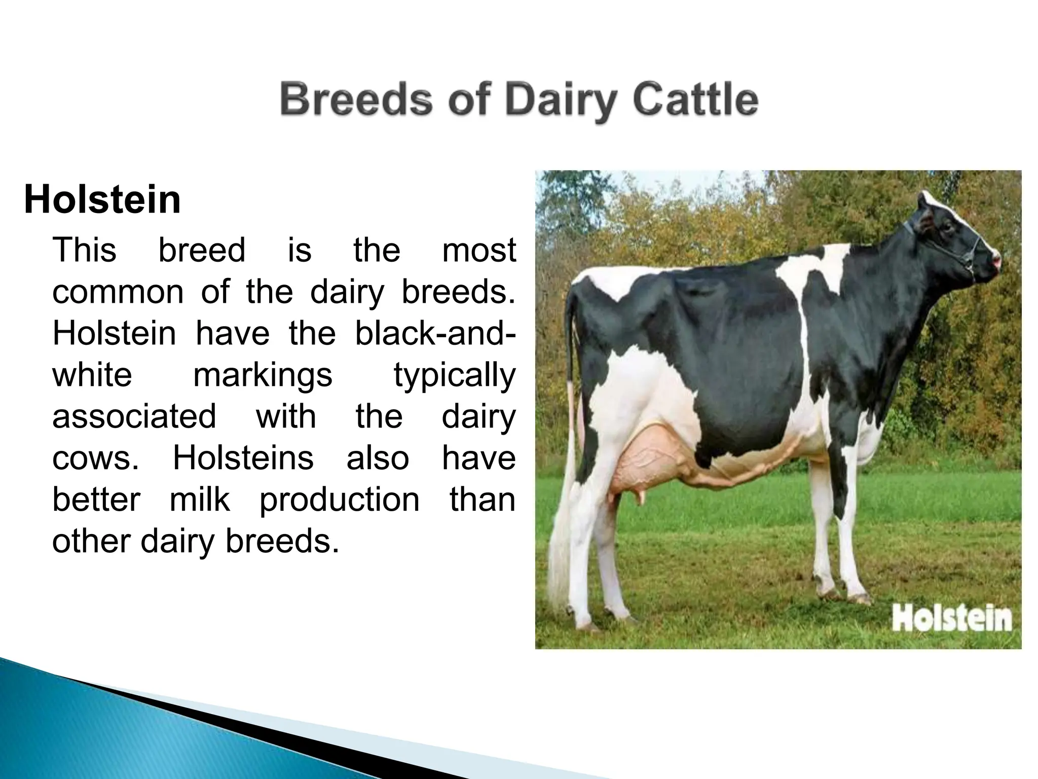 DAIRY CATTLE PRODUCTION BACHELOR OF SCIENCE IN AGRICULTURE.pptx