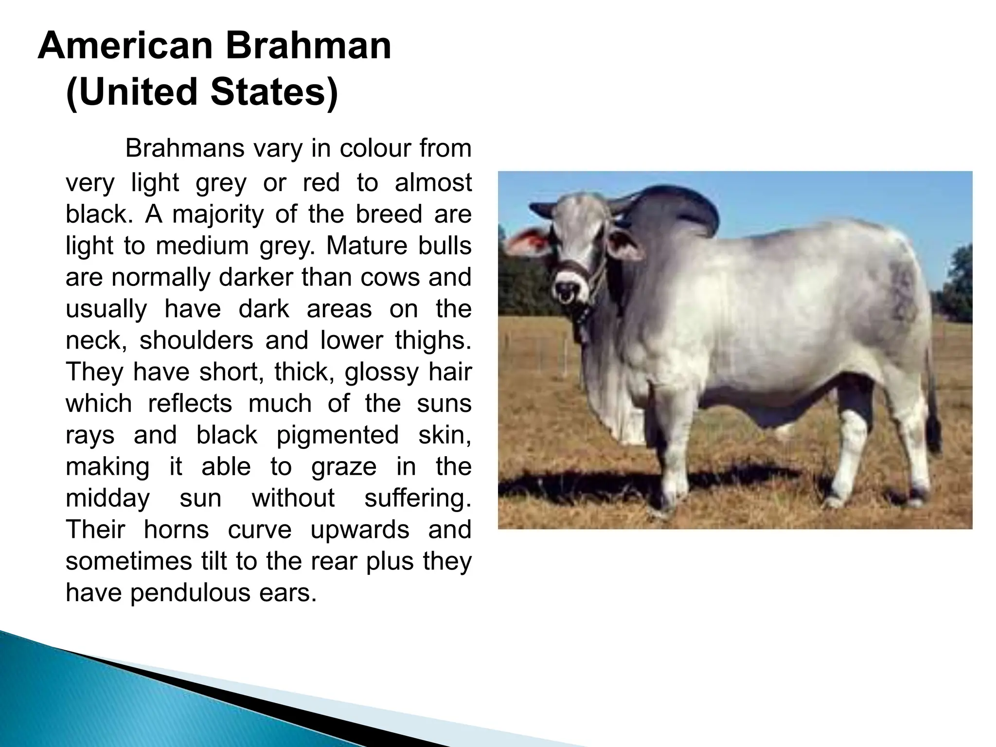 DAIRY CATTLE PRODUCTION BACHELOR OF SCIENCE IN AGRICULTURE.pptx