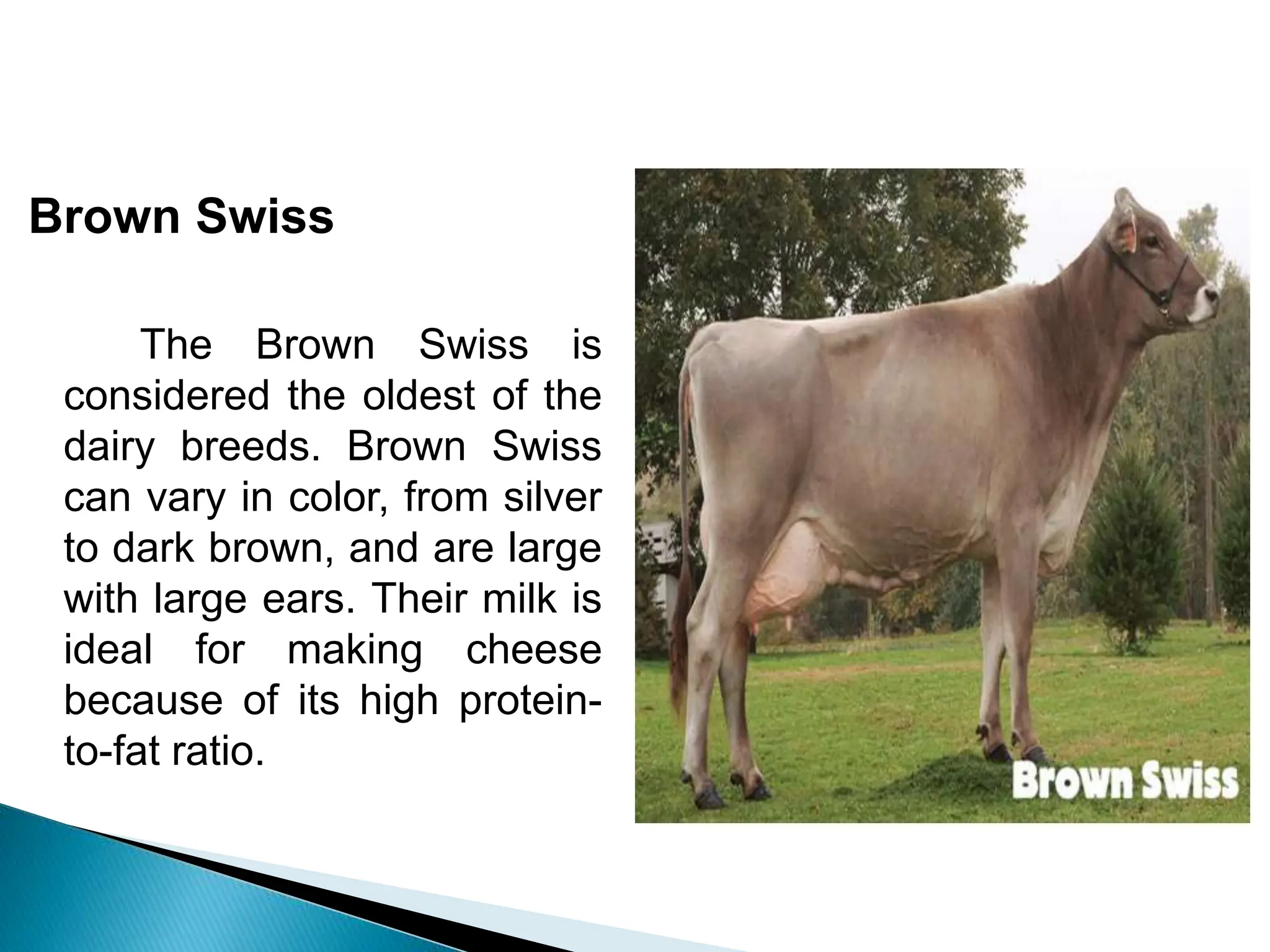 DAIRY CATTLE PRODUCTION BACHELOR OF SCIENCE IN AGRICULTURE.pptx