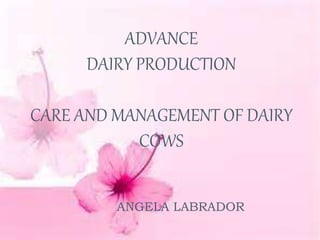 Dairy cow Report | PPTX