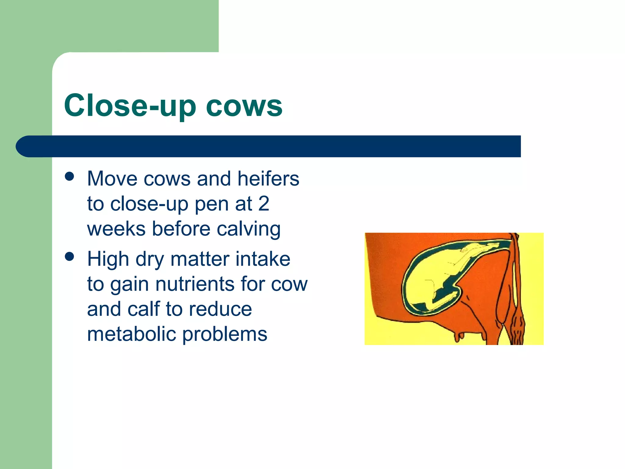 Dairy cow nutrition | PPT