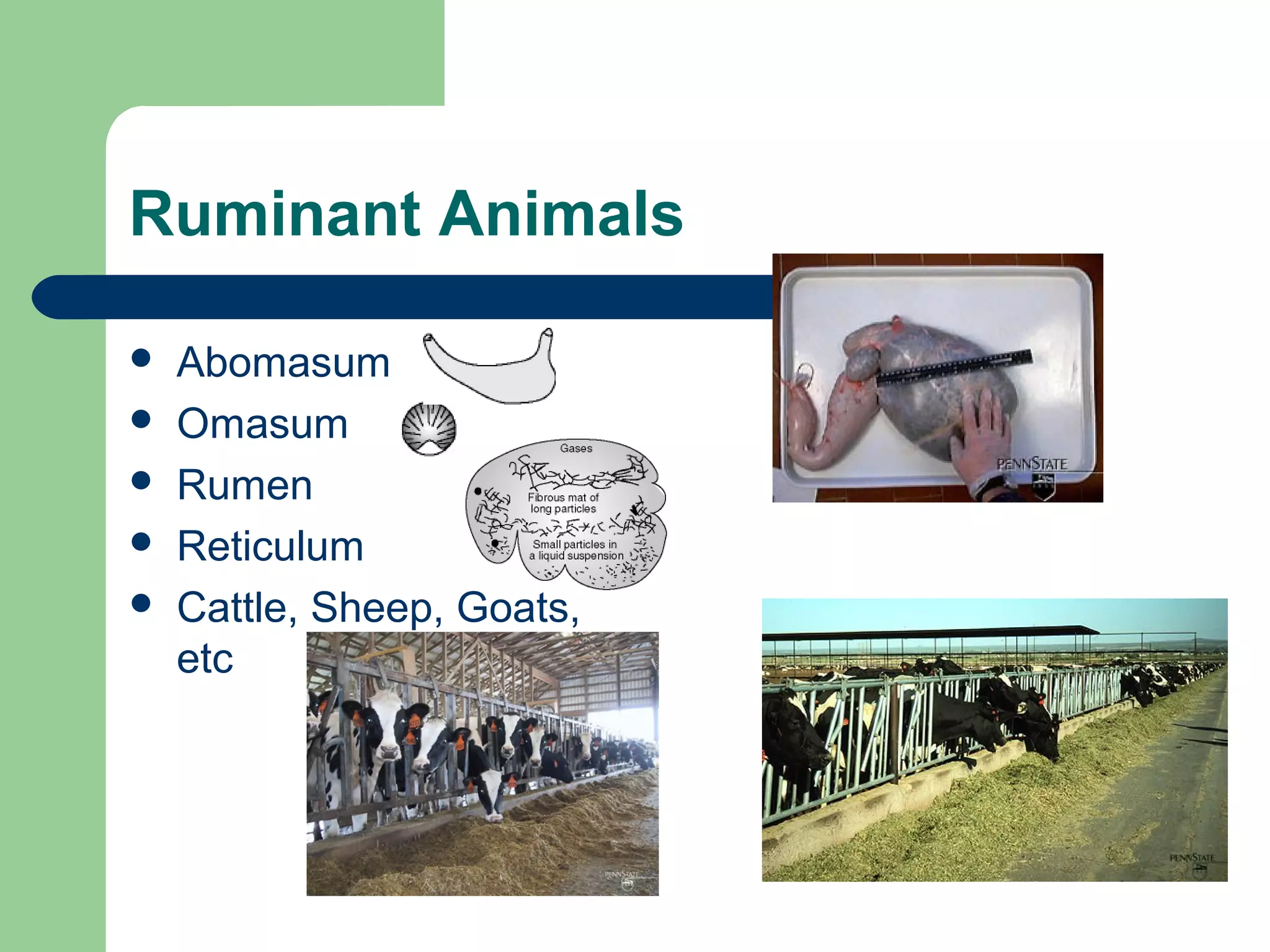 Dairy cow nutrition | PPT