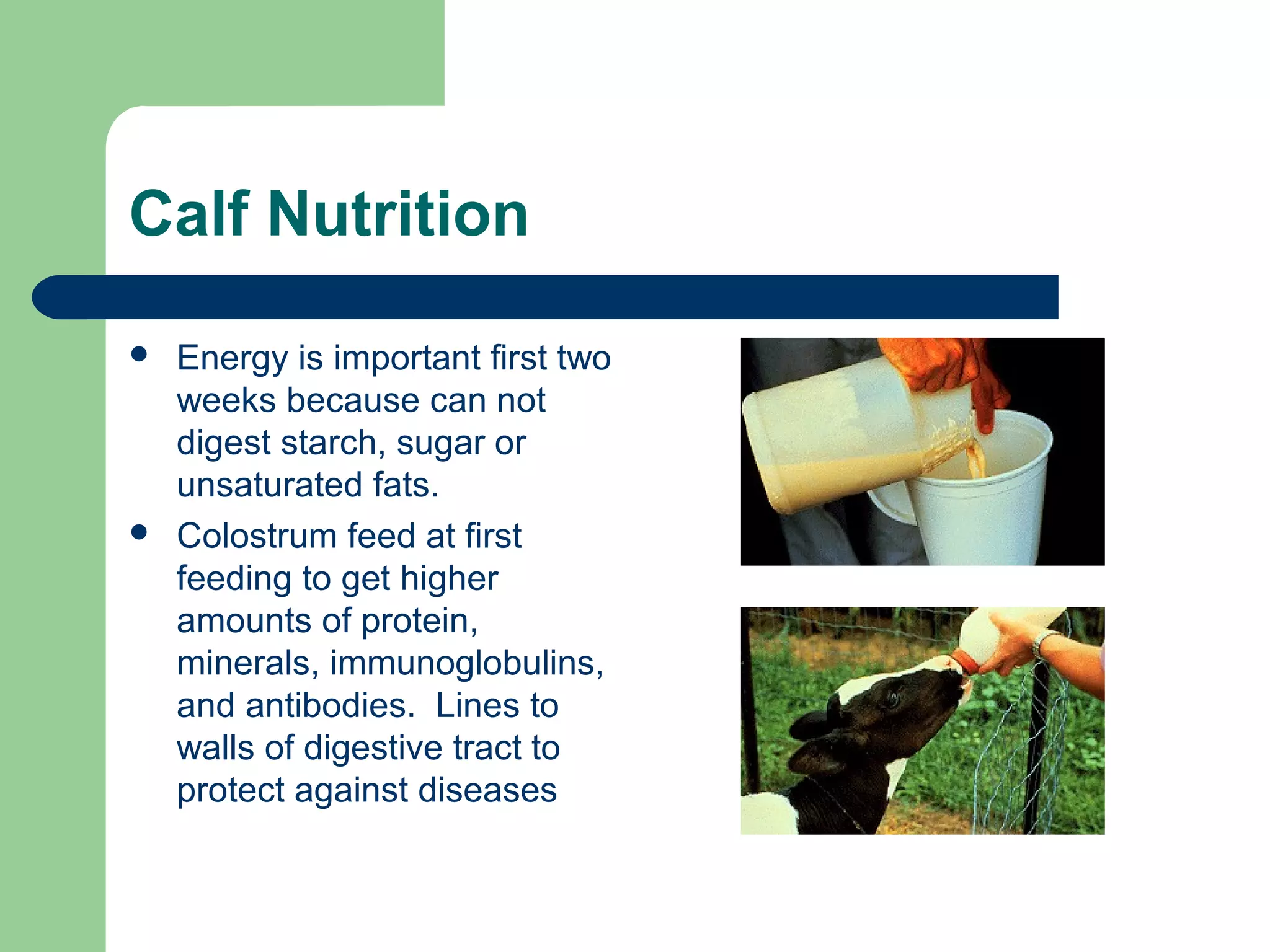 Dairy cow nutrition | PPT