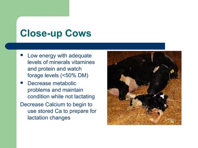 Dairy cow nutrition | PPT