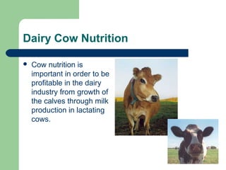 Dairy cow nutrition | PPT