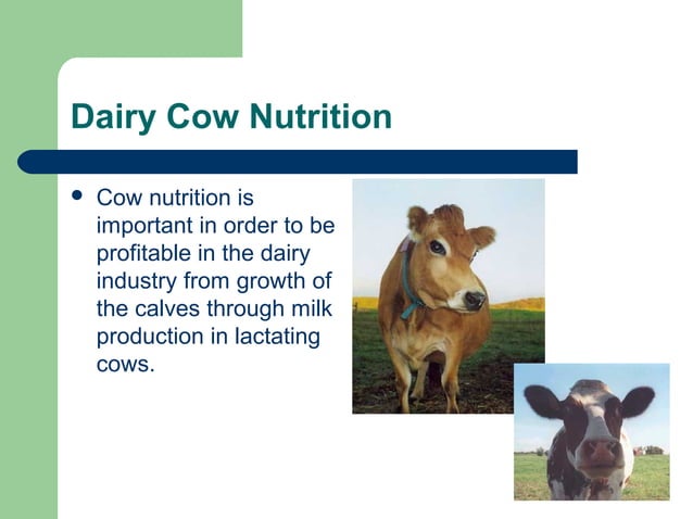 Dairy cow nutrition | PPT