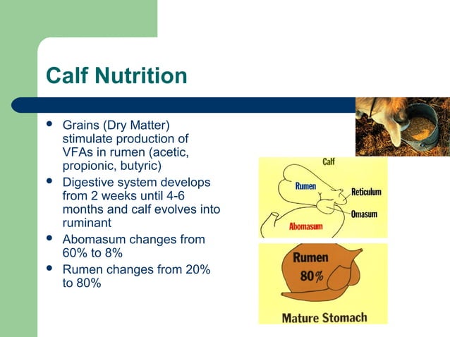 Dairy cow nutrition | PPT