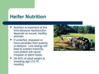 Dairy cow nutrition | PPT