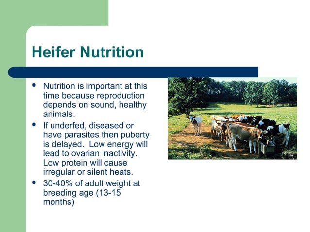 Dairy cow nutrition | PPT