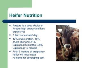Dairy cow nutrition | PPT