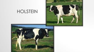 Dairy farming | PPTX