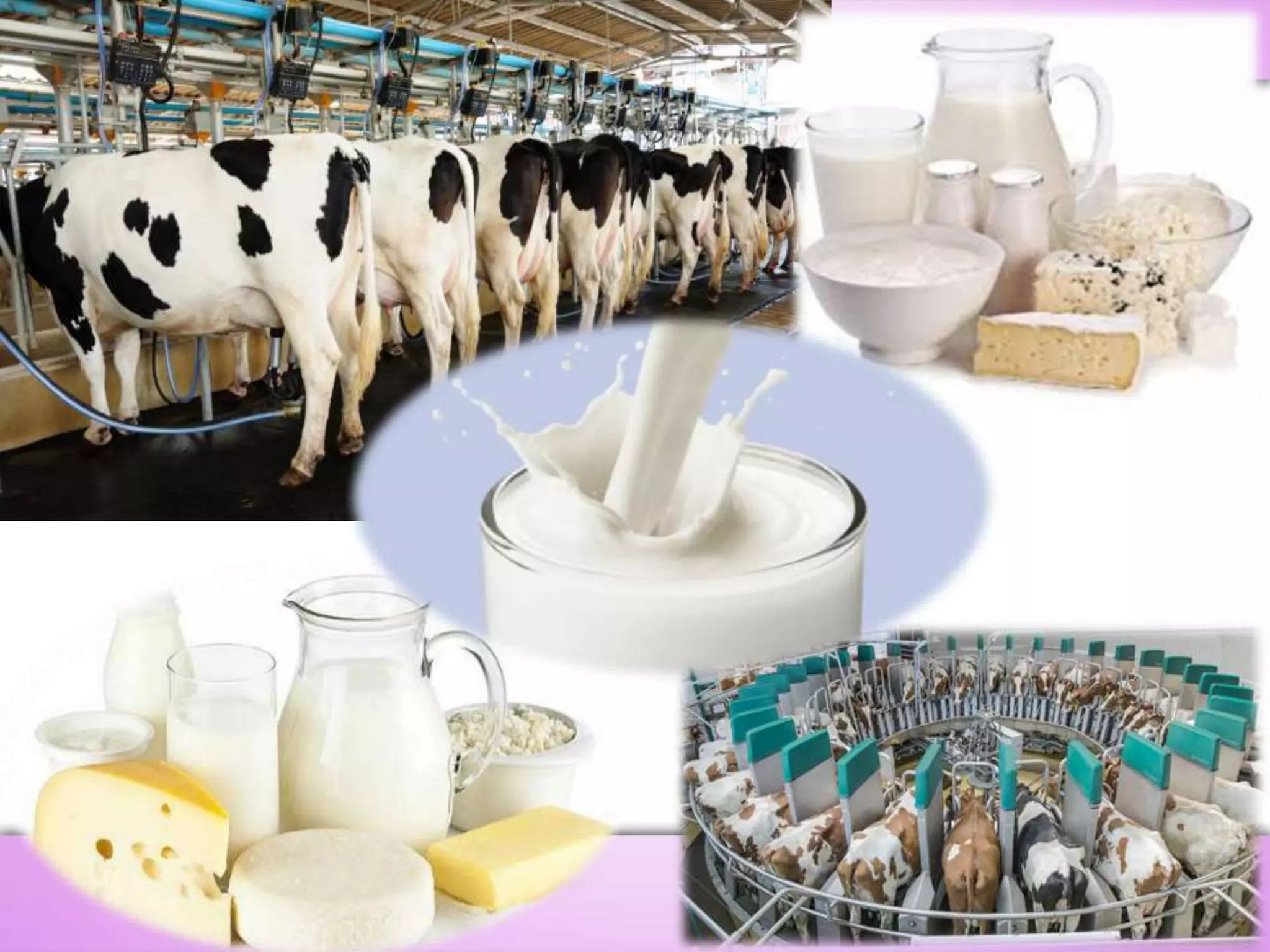 Dairy Farming and Dairy Products with Cattle Breeding, Dairy Products ...