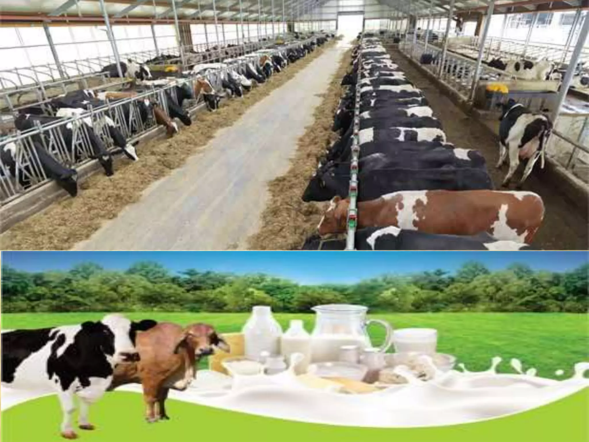 Market Survey cum Detailed Techno Economic Feasibility Report on Dairy ...